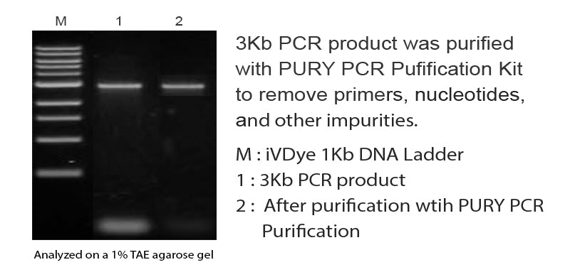 PURY PCR Purification Kit – GenDEPOT