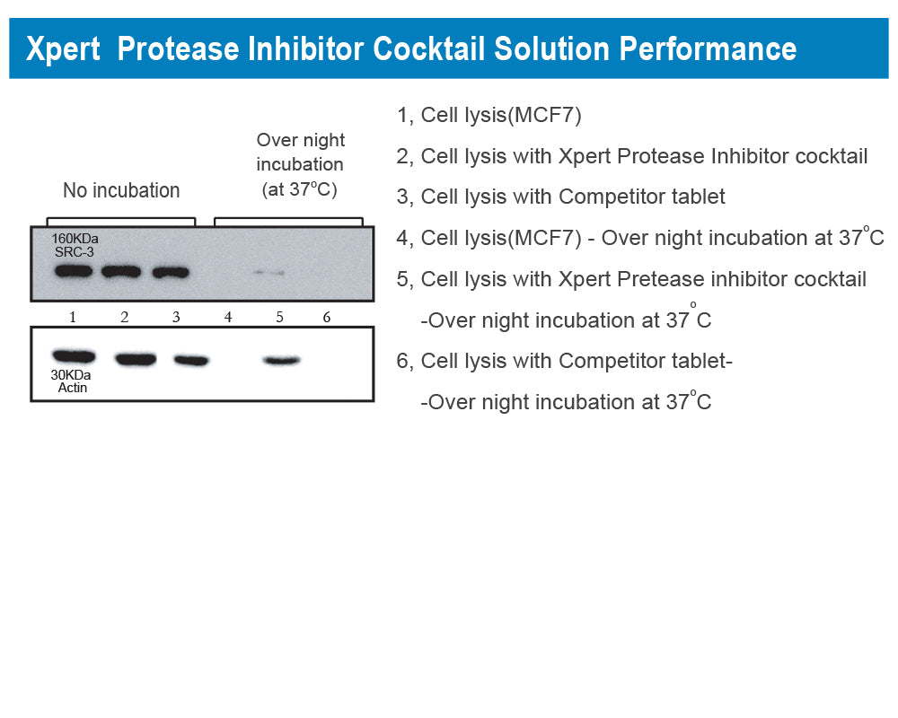 Xpert Protease Inhibitor Cocktail Solution (100X) – GenDEPOT