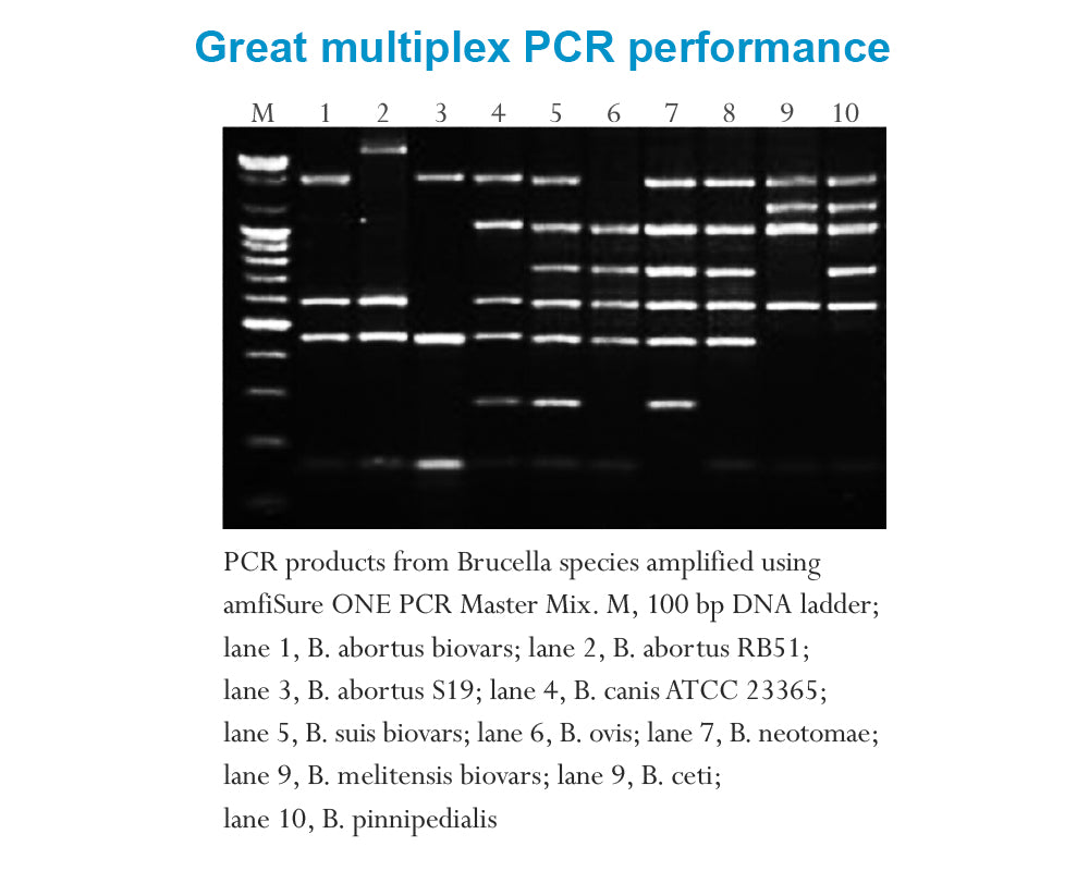 amfiSure PCR ONE PCR Master Mix(2X) – GenDEPOT